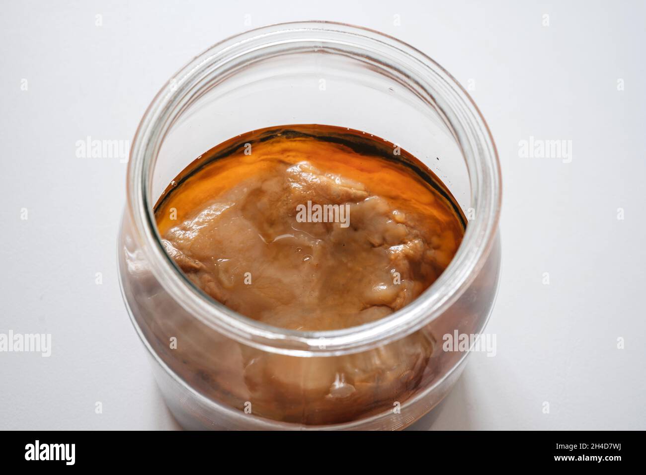 Organic homemade kombucha fungus in glass jar Stock Photo - Alamy