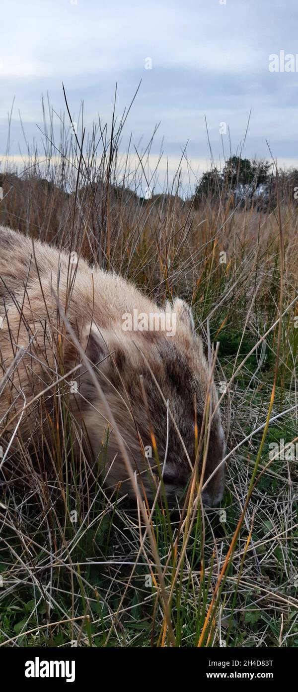 The rare wombats hi-res stock photography and images - Alamy