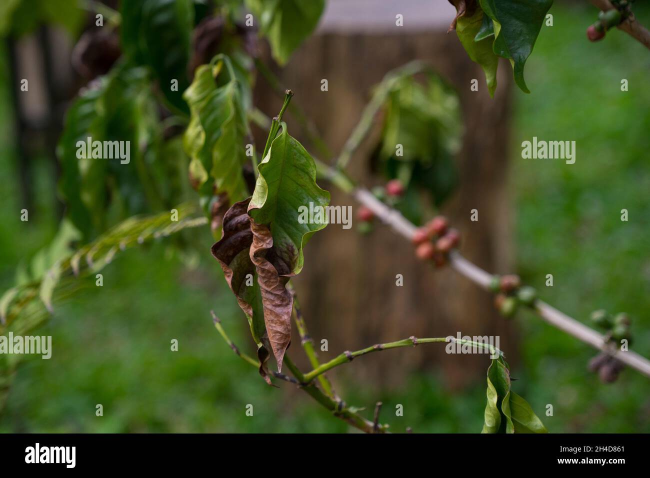 Dead coffee tree that is damaged by the weather dried leaves and dried ...