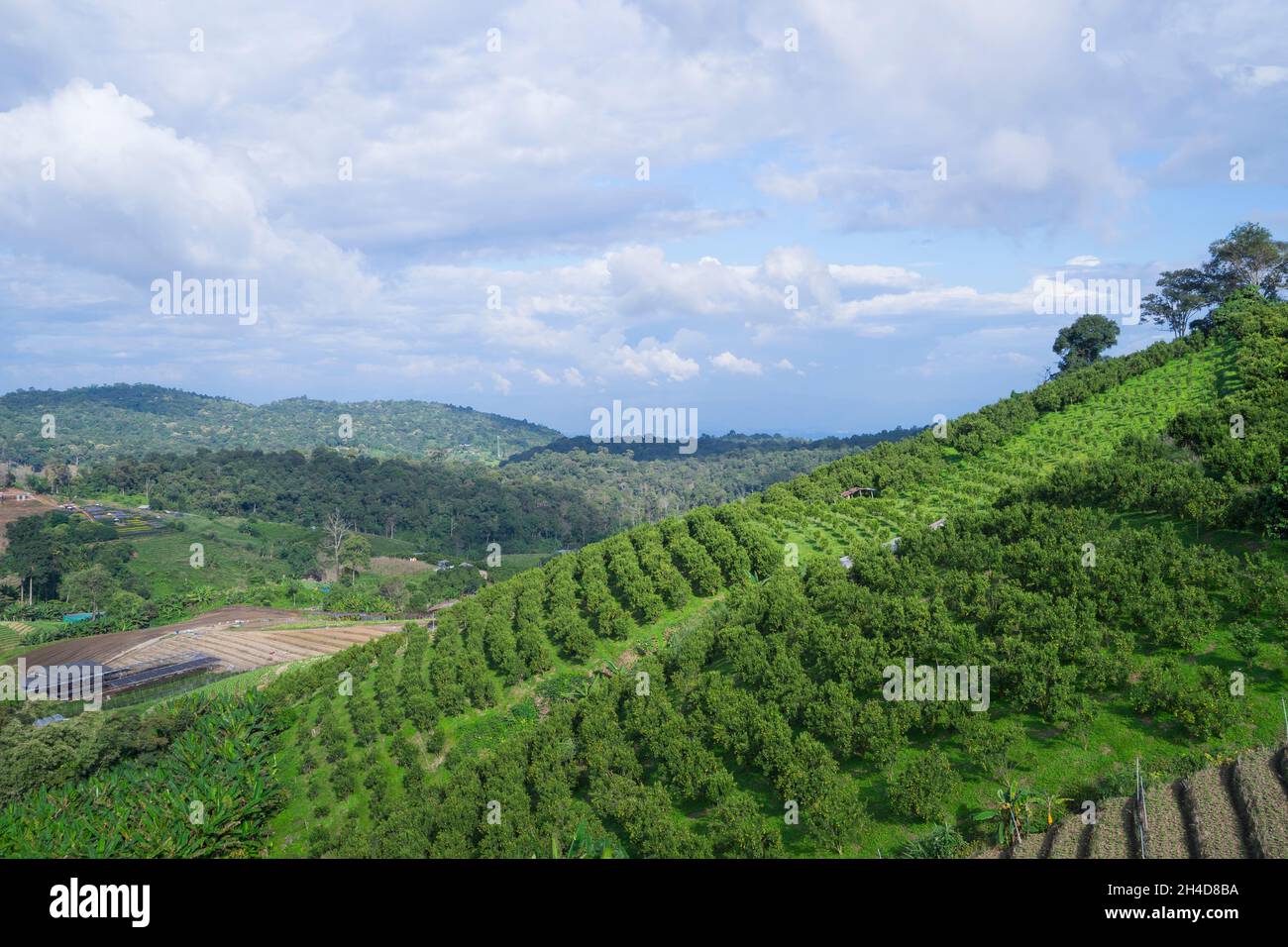 Aerial view orange trees plantation hi-res stock photography and images ...