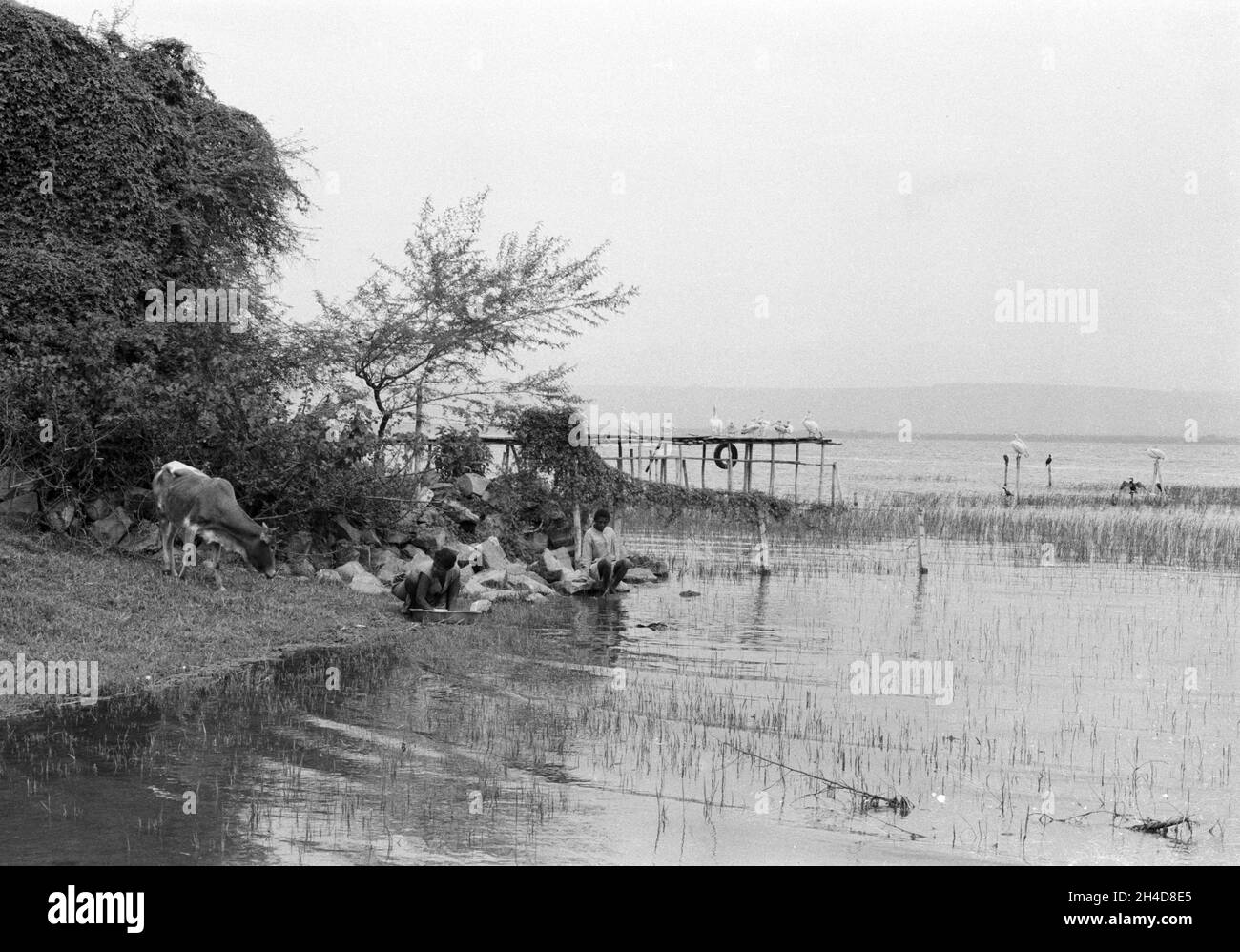 Africa, Ethiopia, Lake Awassa or Lake Awasa (Hawassa), 1976. A woman ...