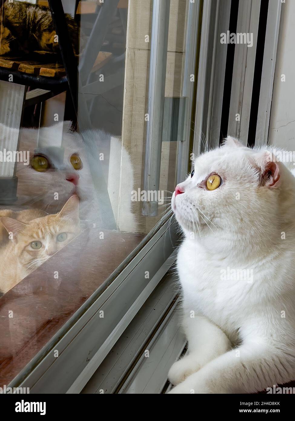 Close-up of a cute pure white british shorthair pet cat Stock Photo - Alamy
