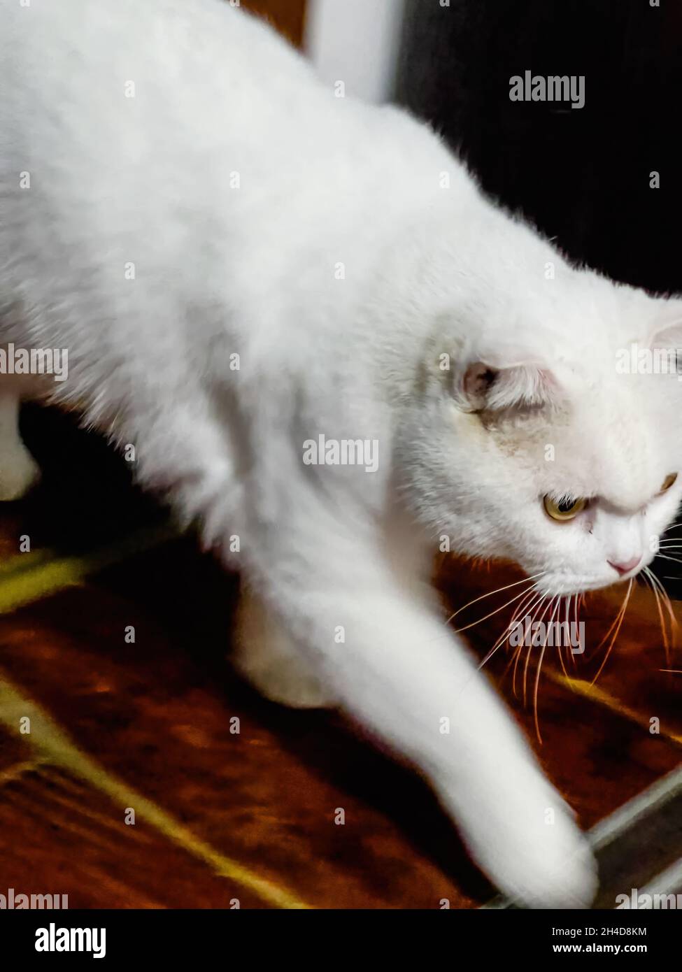 Close-up of a cute pure white british shorthair pet cat Stock Photo - Alamy