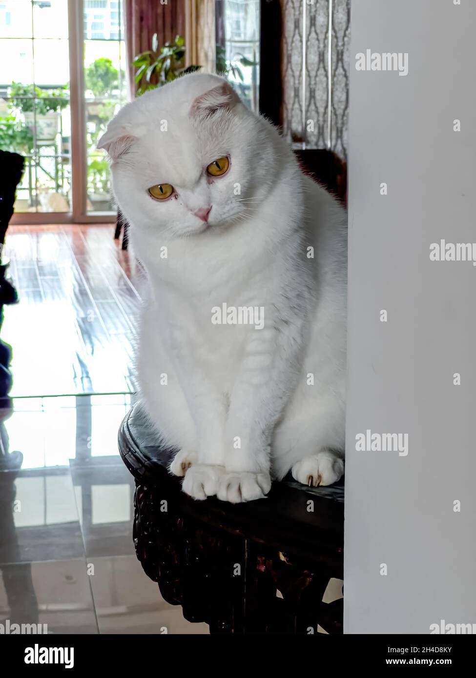 Close-up of a cute pure white british shorthair pet cat Stock Photo - Alamy