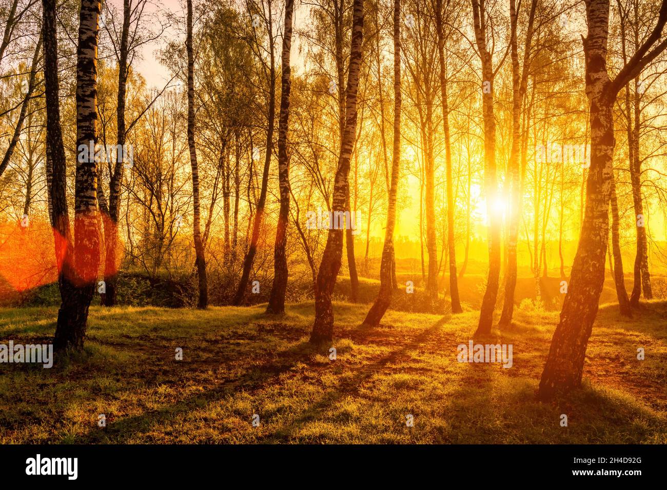 Sunrise or sunset in a spring birch forest with rays of sun shining ...
