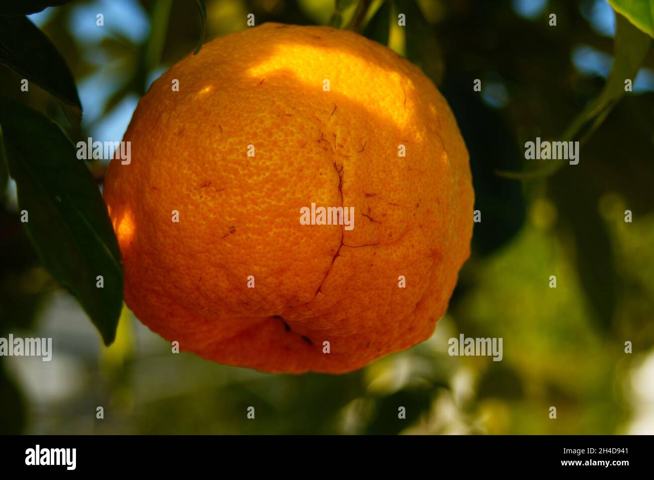 Fruits of an orange variety in a botanical collection Stock Photo - Alamy