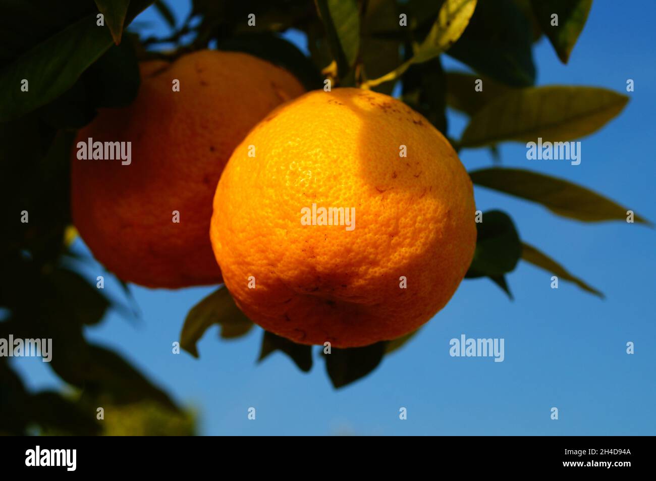 Fruits of an orange variety in a botanical collection Stock Photo - Alamy