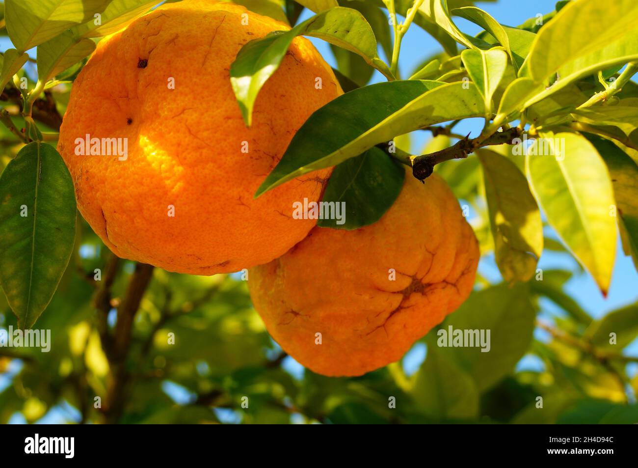 Fruits of an orange variety in a botanical collection Stock Photo - Alamy