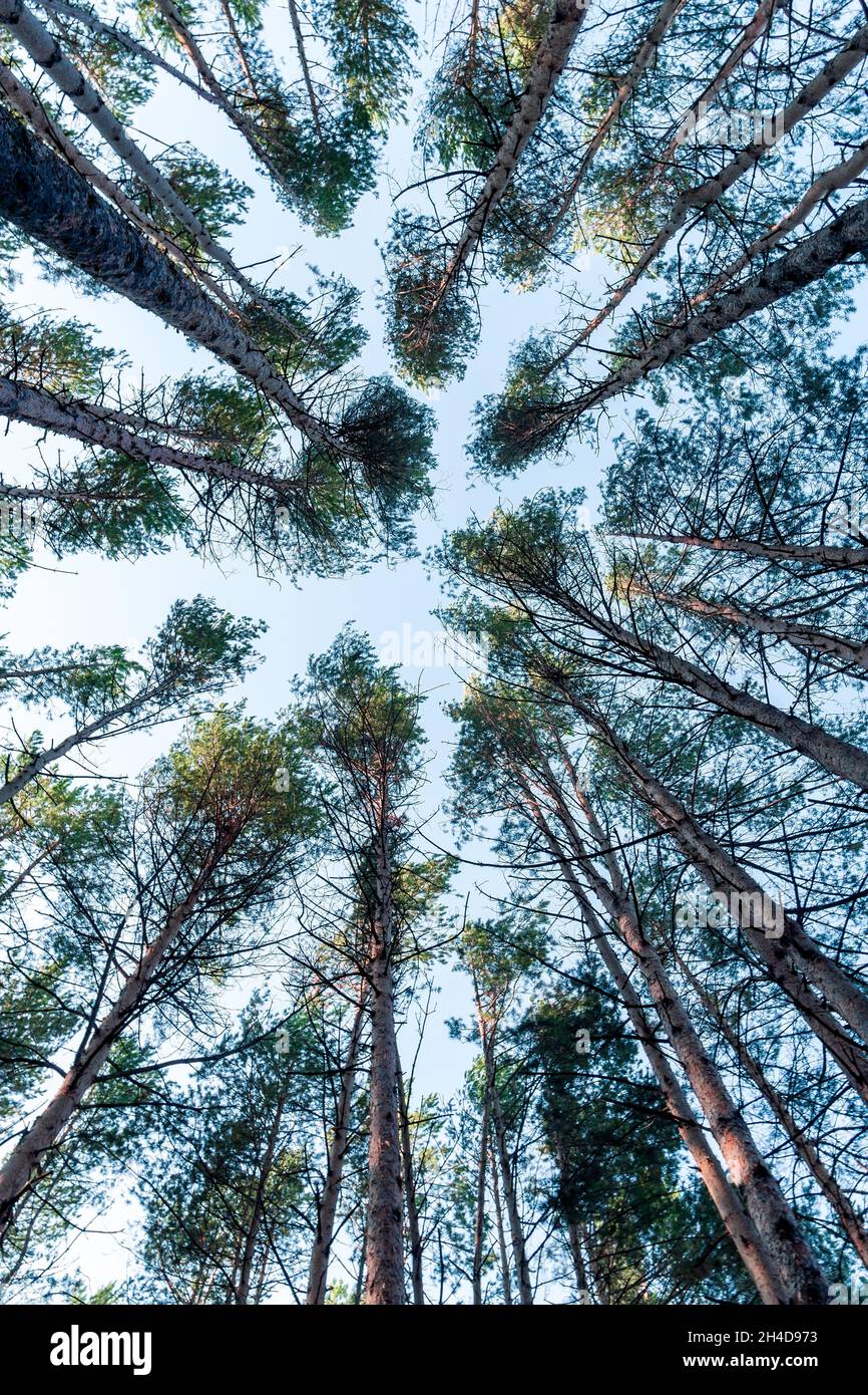 Copying nature hi-res stock photography and images - Alamy