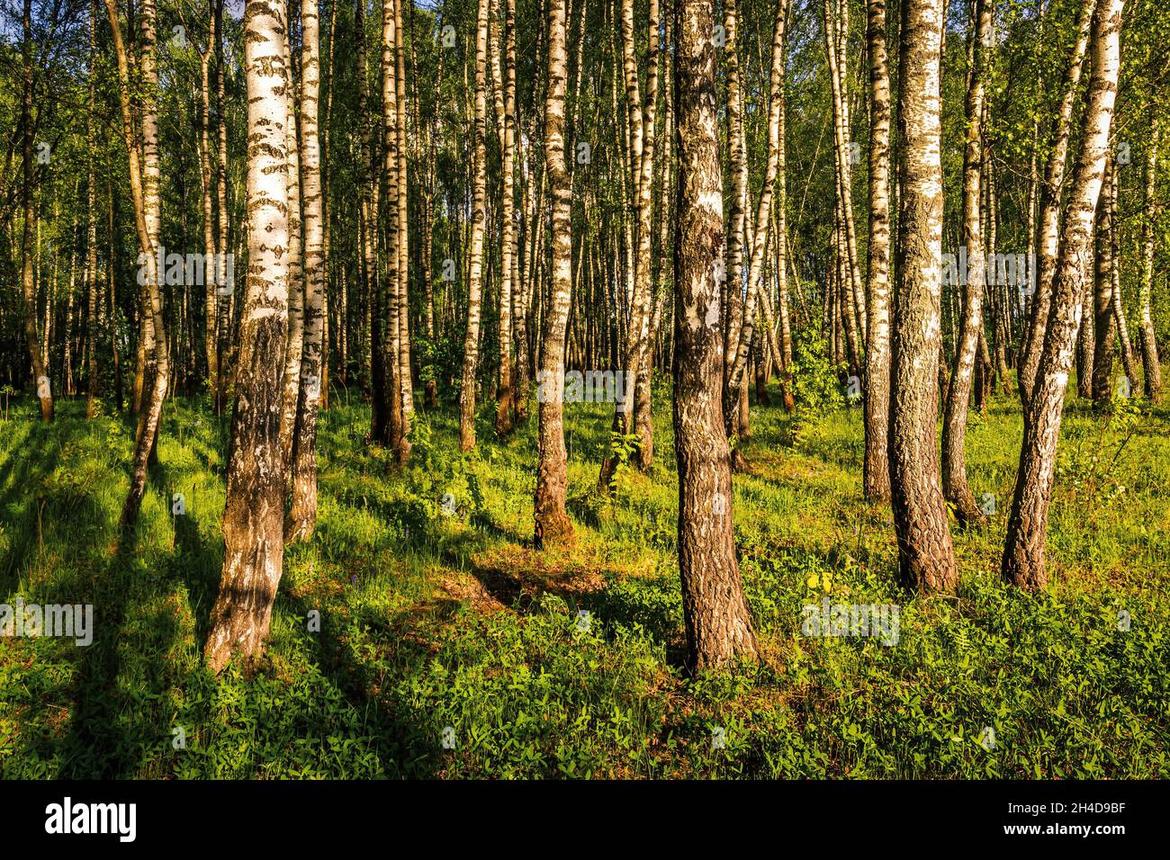 Summer birch forest with young green leaves glowing in the sun and ...