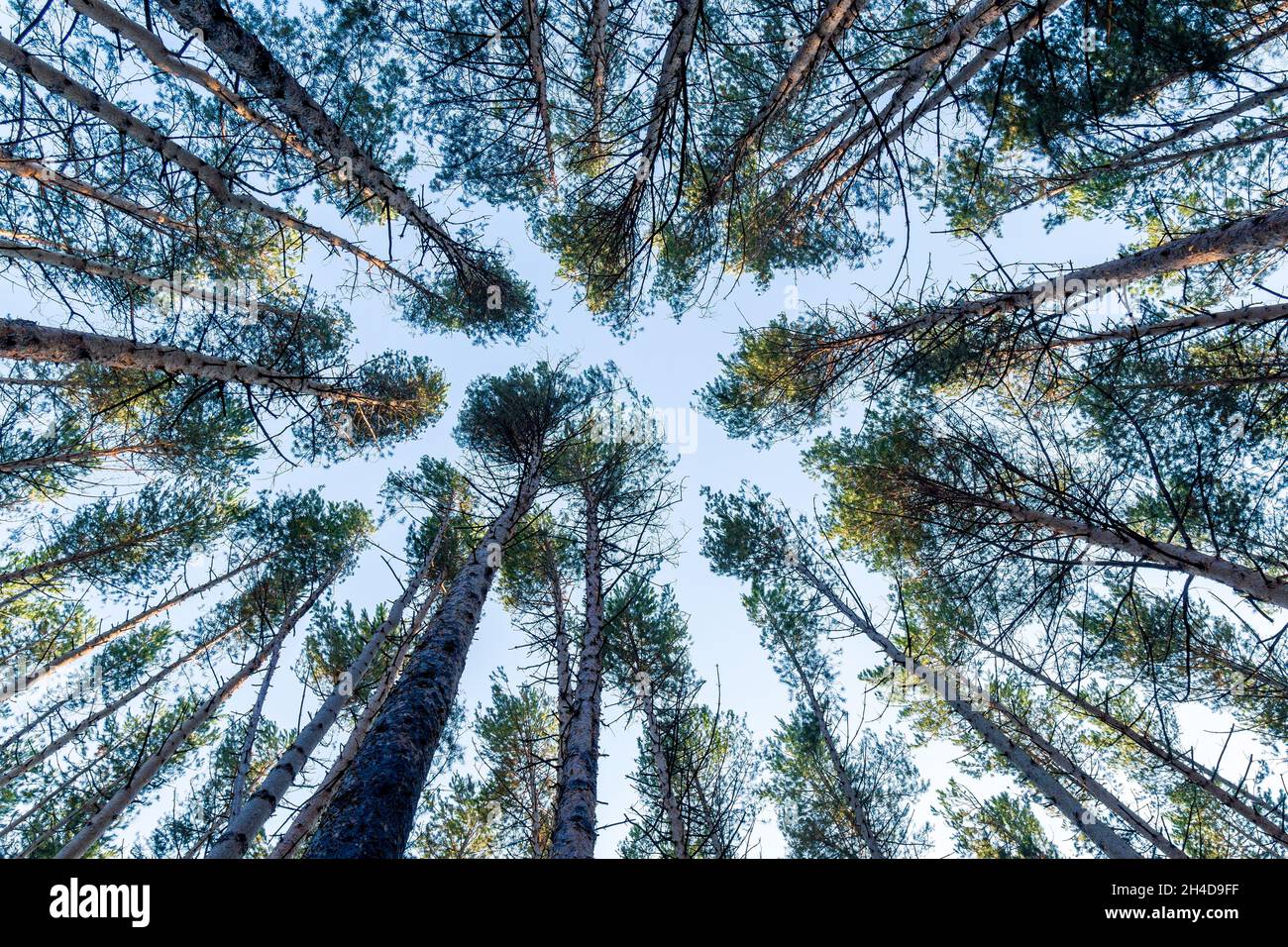 Tree crowns from below hi-res stock photography and images - Alamy