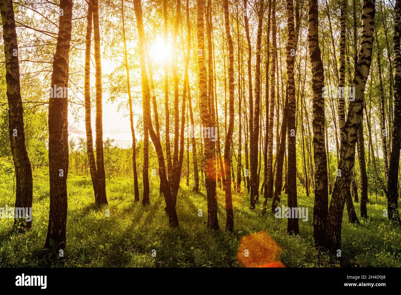 Sunrise or sunset in a spring birch forest with rays of sun shining ...