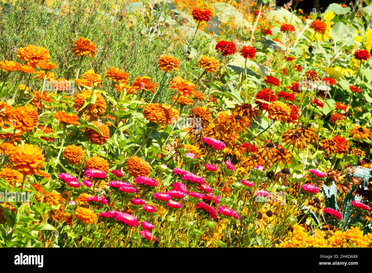Colourful summer flower border Zinnias flowers Stock Photo - Alamy