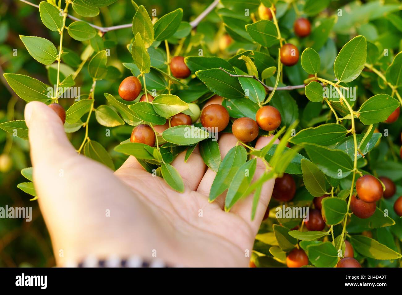 Ziziphus jujuba, commonly called jujube, red date, Chinese date ...