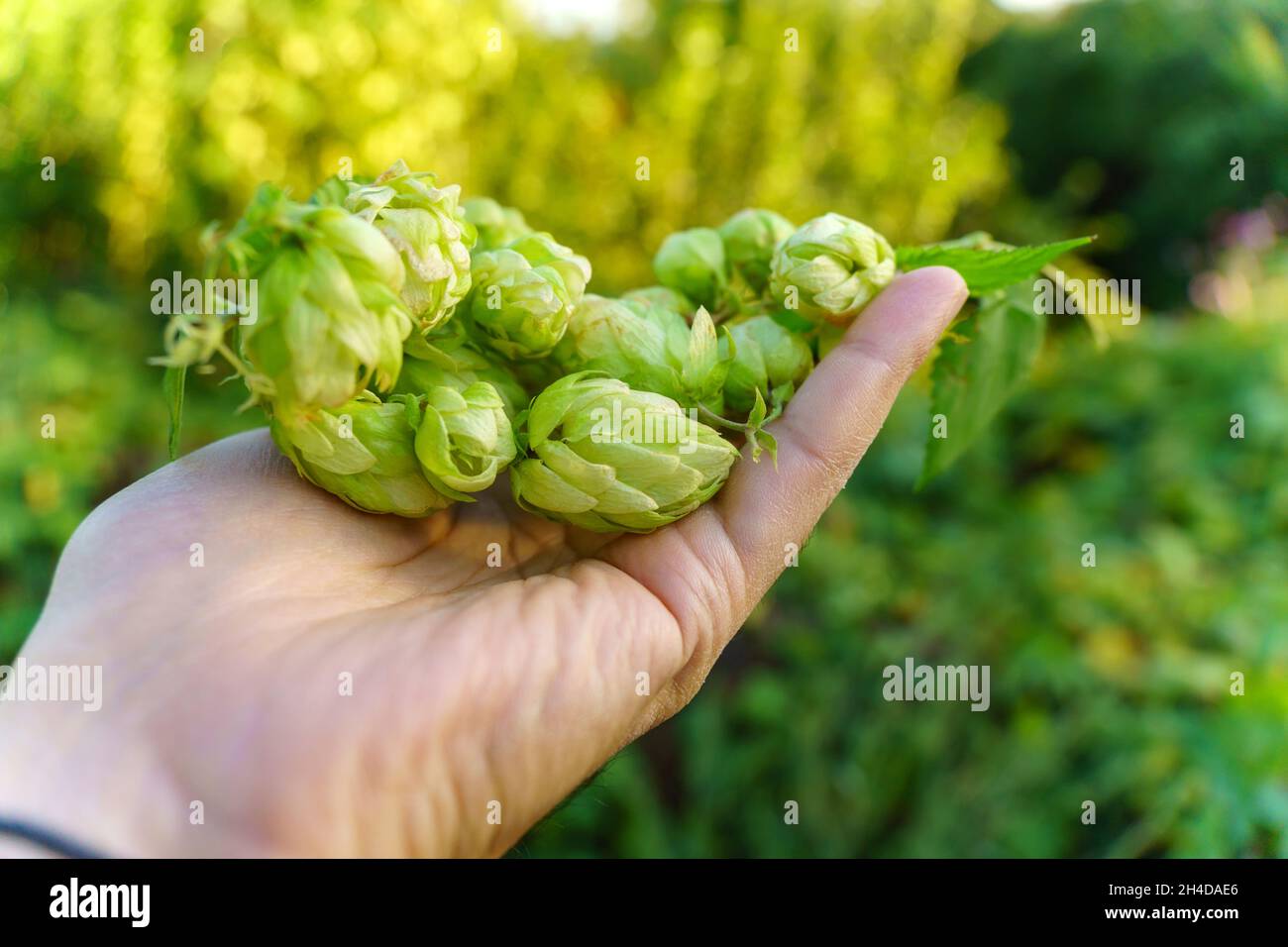 Raw hop flowers in hand used for high quality beer. Selective focus ...