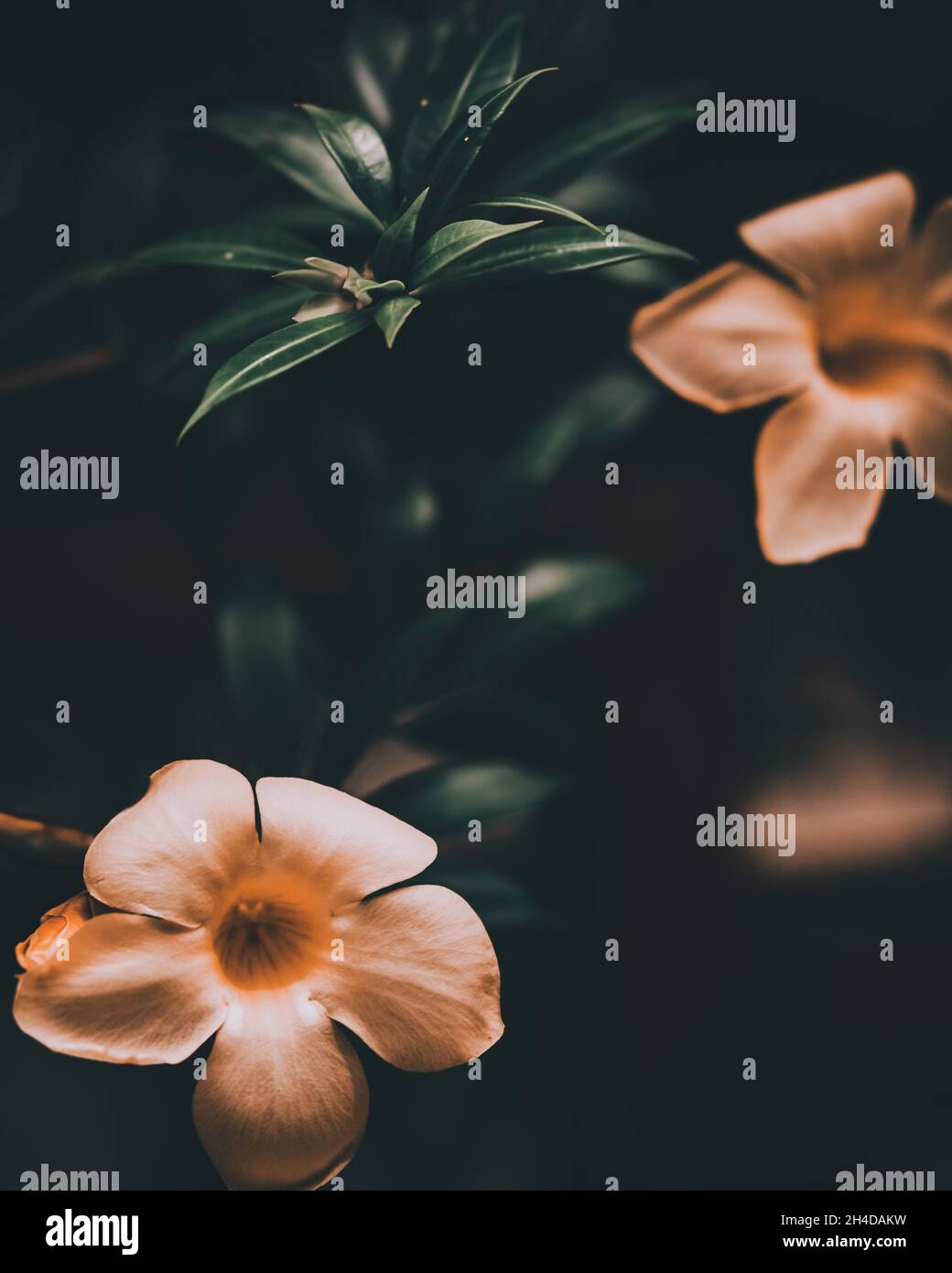 Vertical closeup shot of blooming orange Allamanda flowers Stock Photo ...
