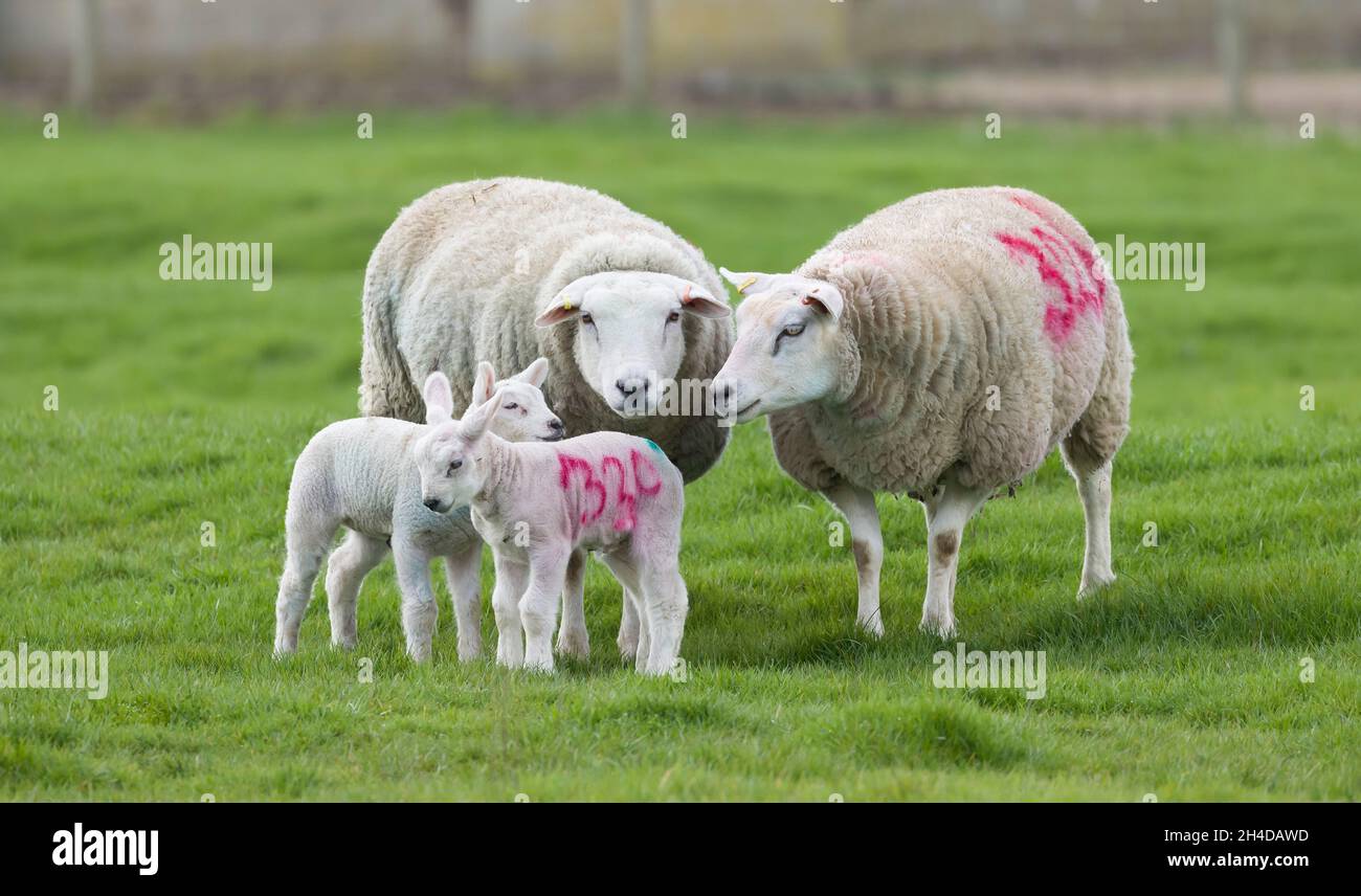 Sheep with newborn baby lambs in a field on a UK sheep farm Stock Photo ...