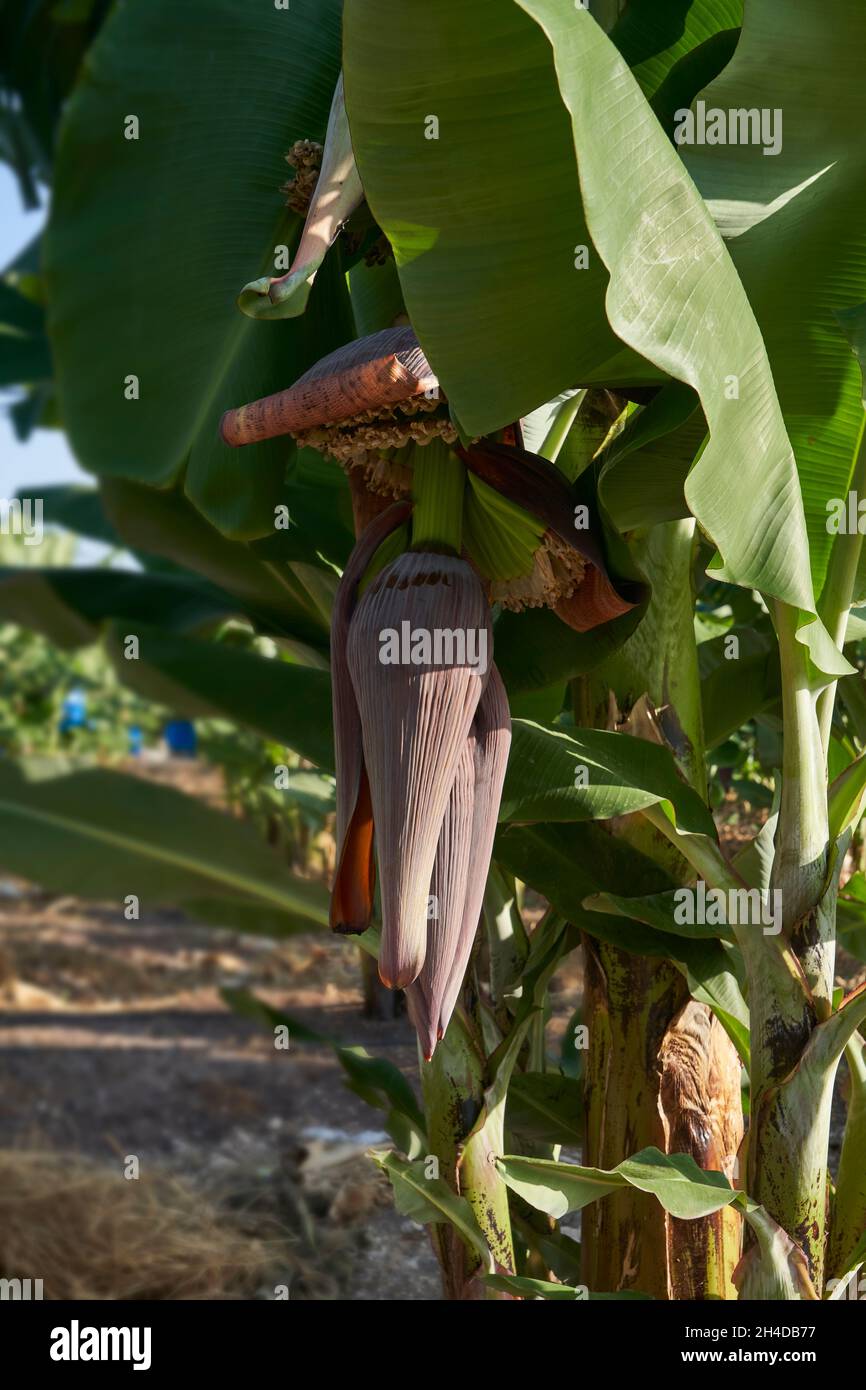 Close-up of Banana tree pod on plantation showing the small fruit ...