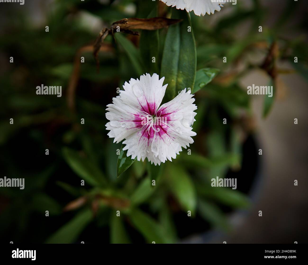 China pink flower hi-res stock photography and images - Alamy