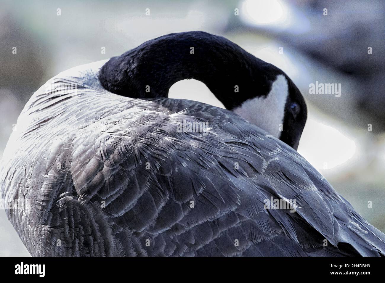 , UNITED STATES - Jan 01, 1970: A closeup of a Canada goose preening in ...