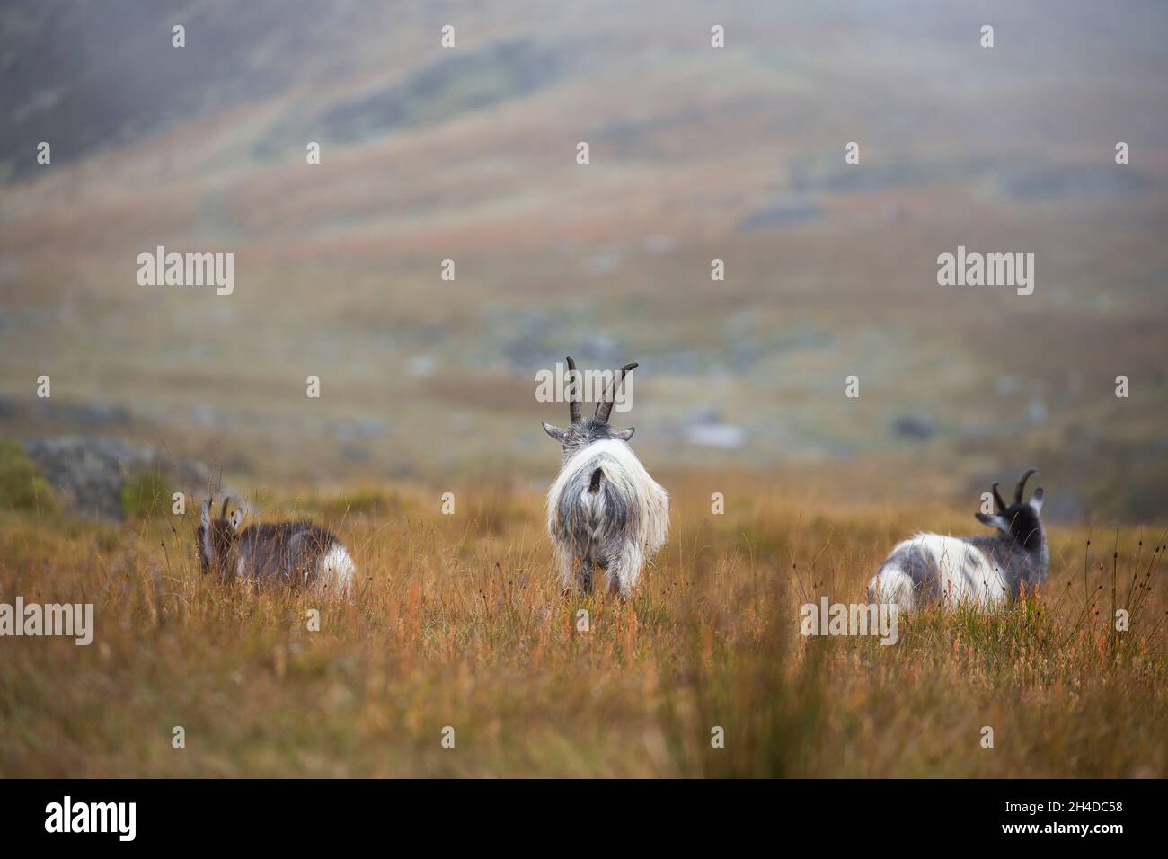 Rear view of wild, Welsh mountain goats grazing together in Snowdonia ...