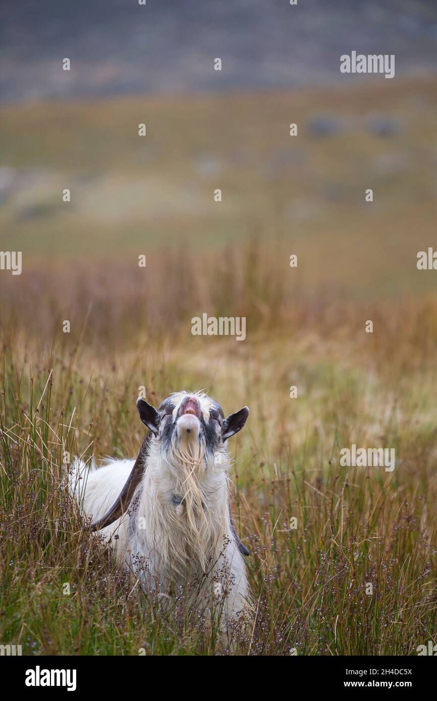 Long-horned, male Welsh mountain goat sniffing the air for females ...