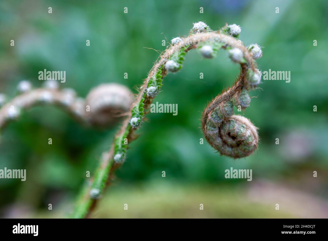 Up marden west sussex hi-res stock photography and images - Alamy