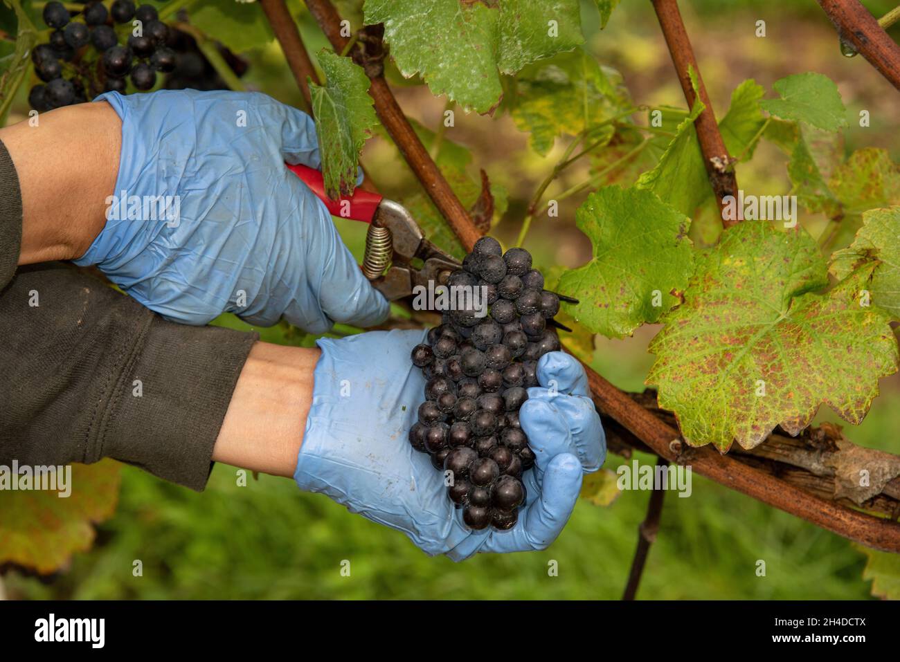 Hand harvesting of grapes hi-res stock photography and images - Alamy