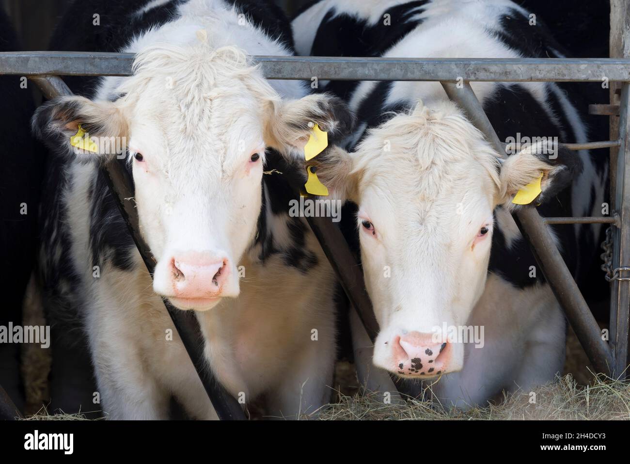 Cows face faces hi-res stock photography and images - Alamy