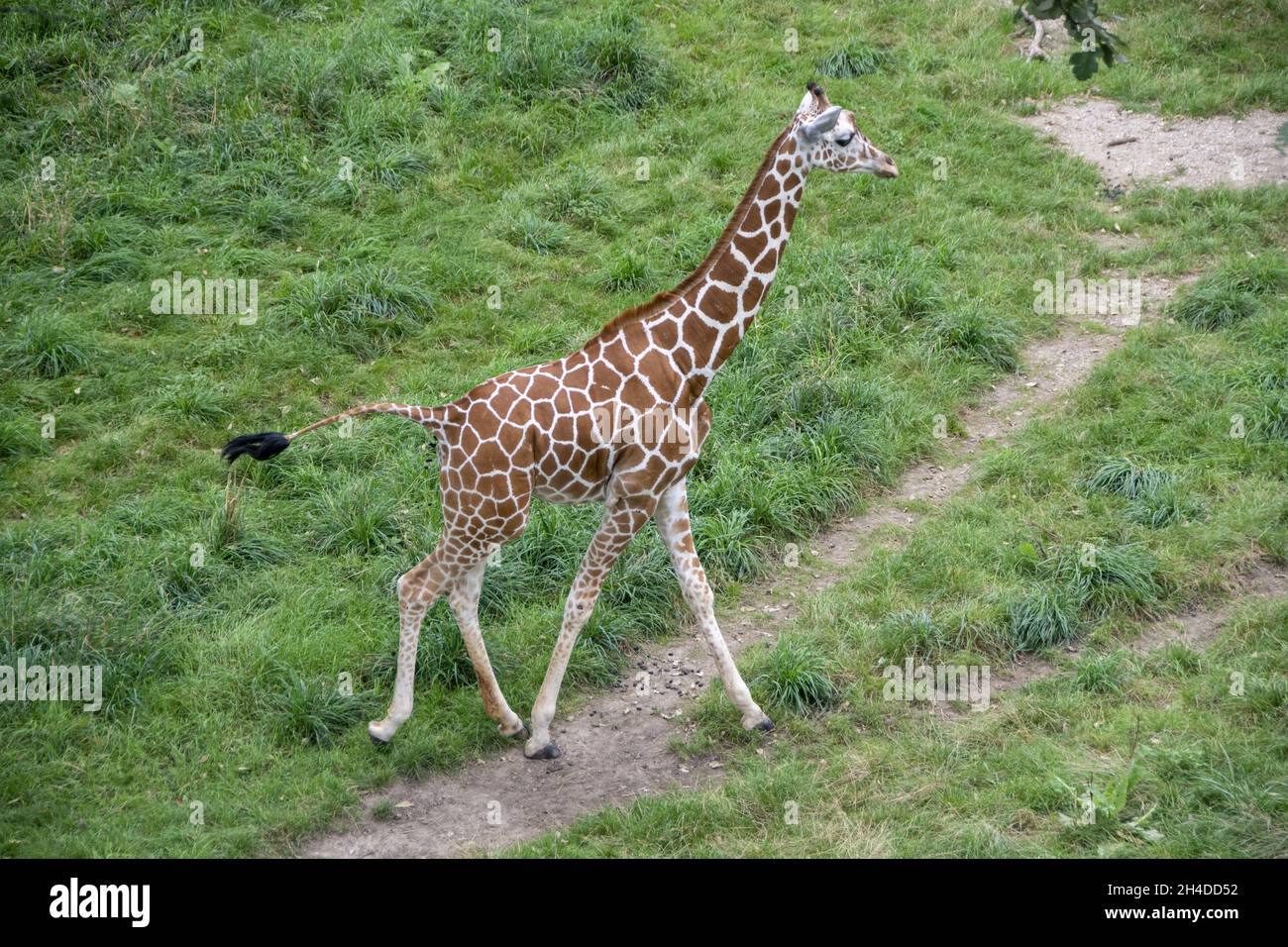 Giraffe running calf hi-res stock photography and images - Alamy