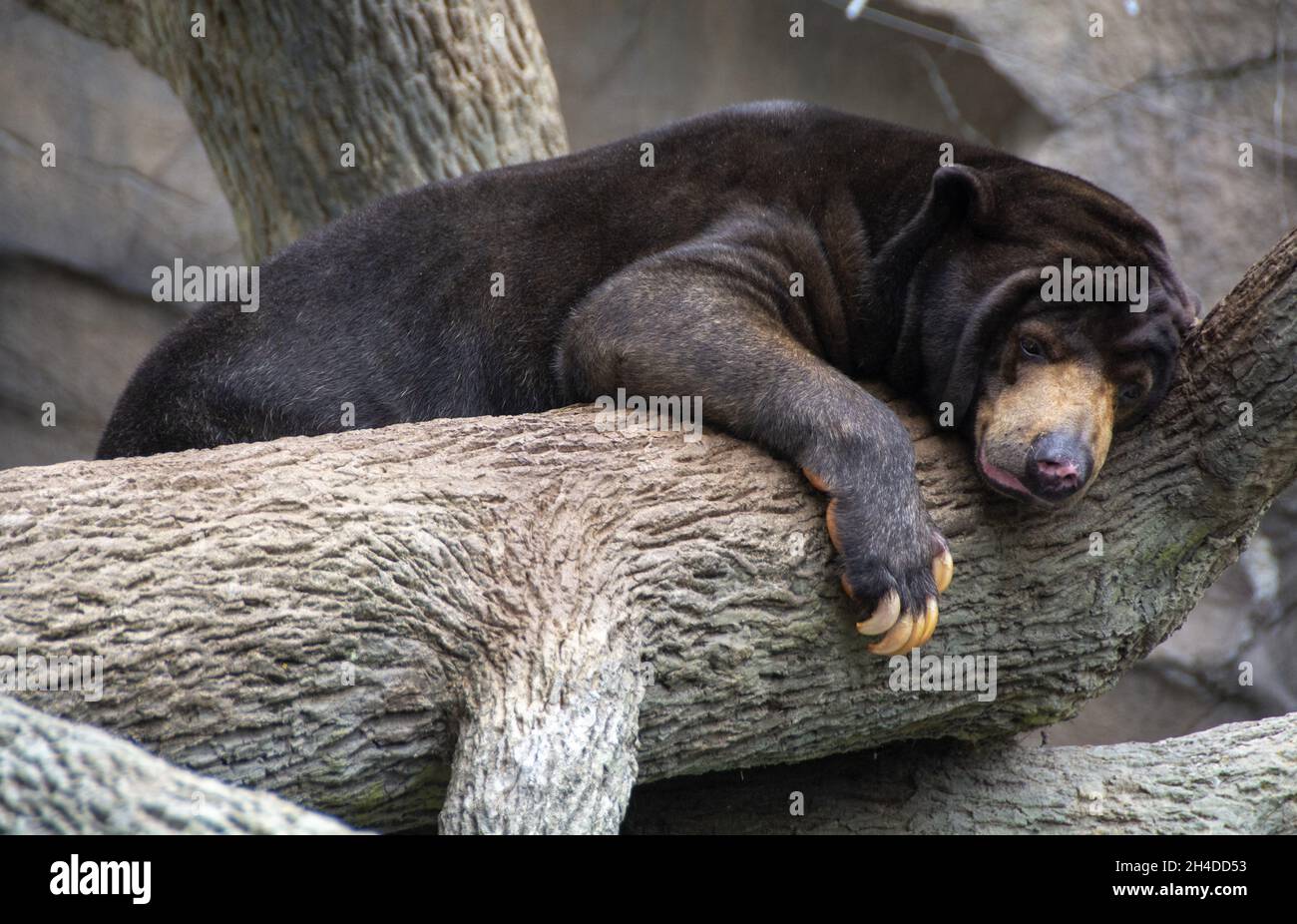 Sun bear resting on the tree branch Stock Photo - Alamy