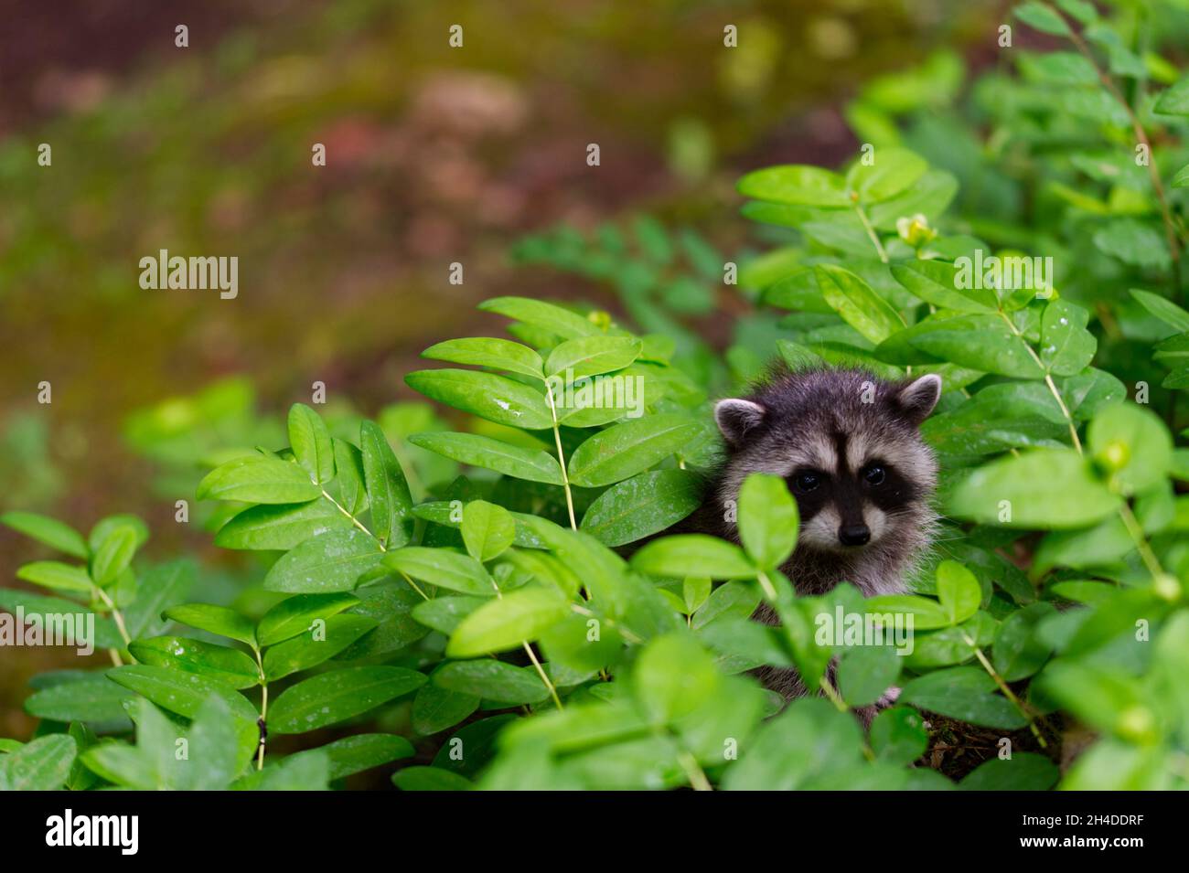 Young raccoon in a green bush Stock Photo - Alamy
