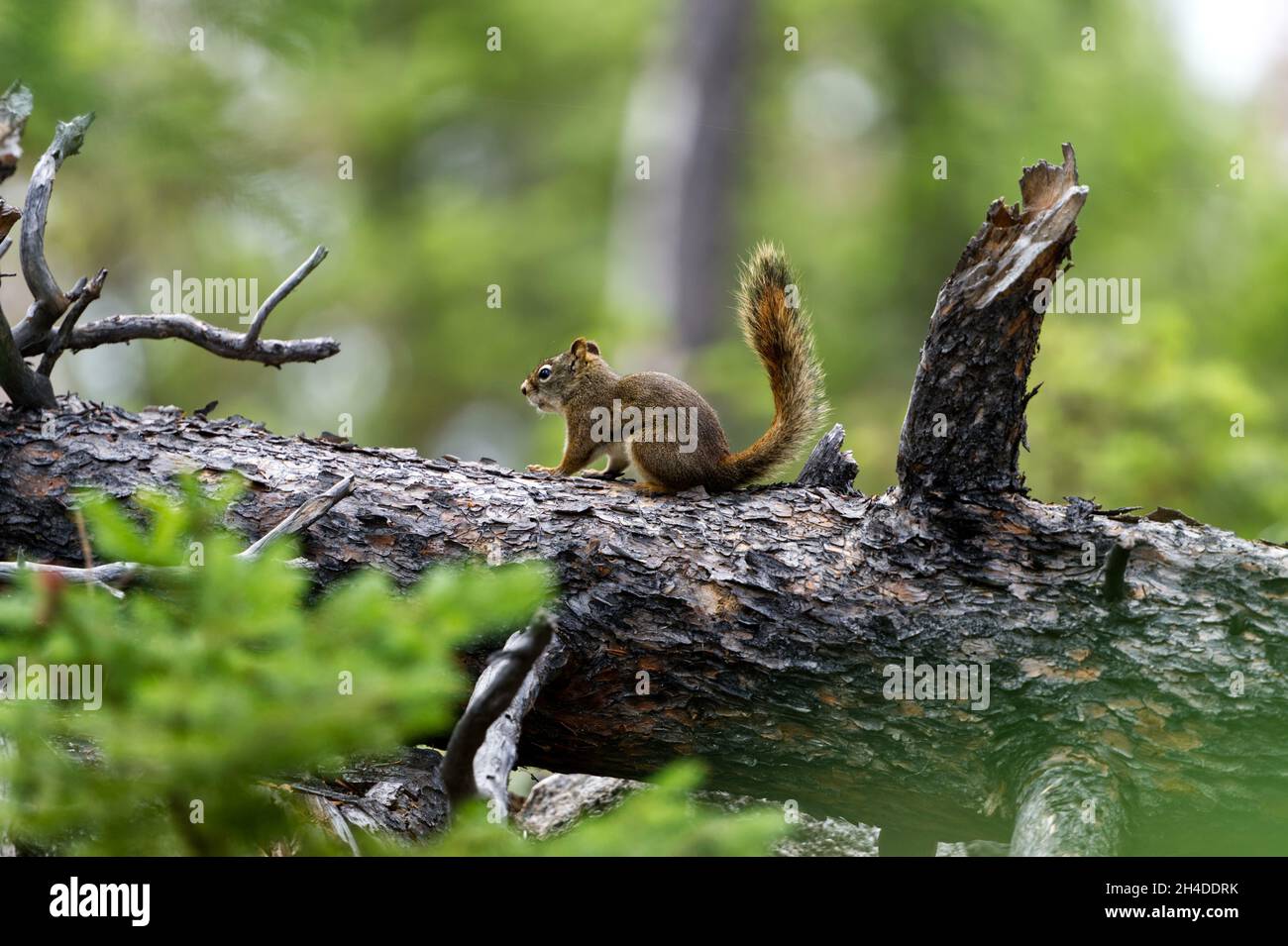 Selective of a squirrel on a log Stock Photo - Alamy