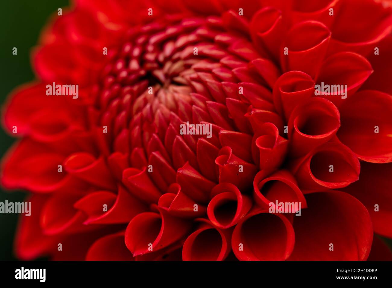 Selective of a large red Georgina flower Stock Photo - Alamy