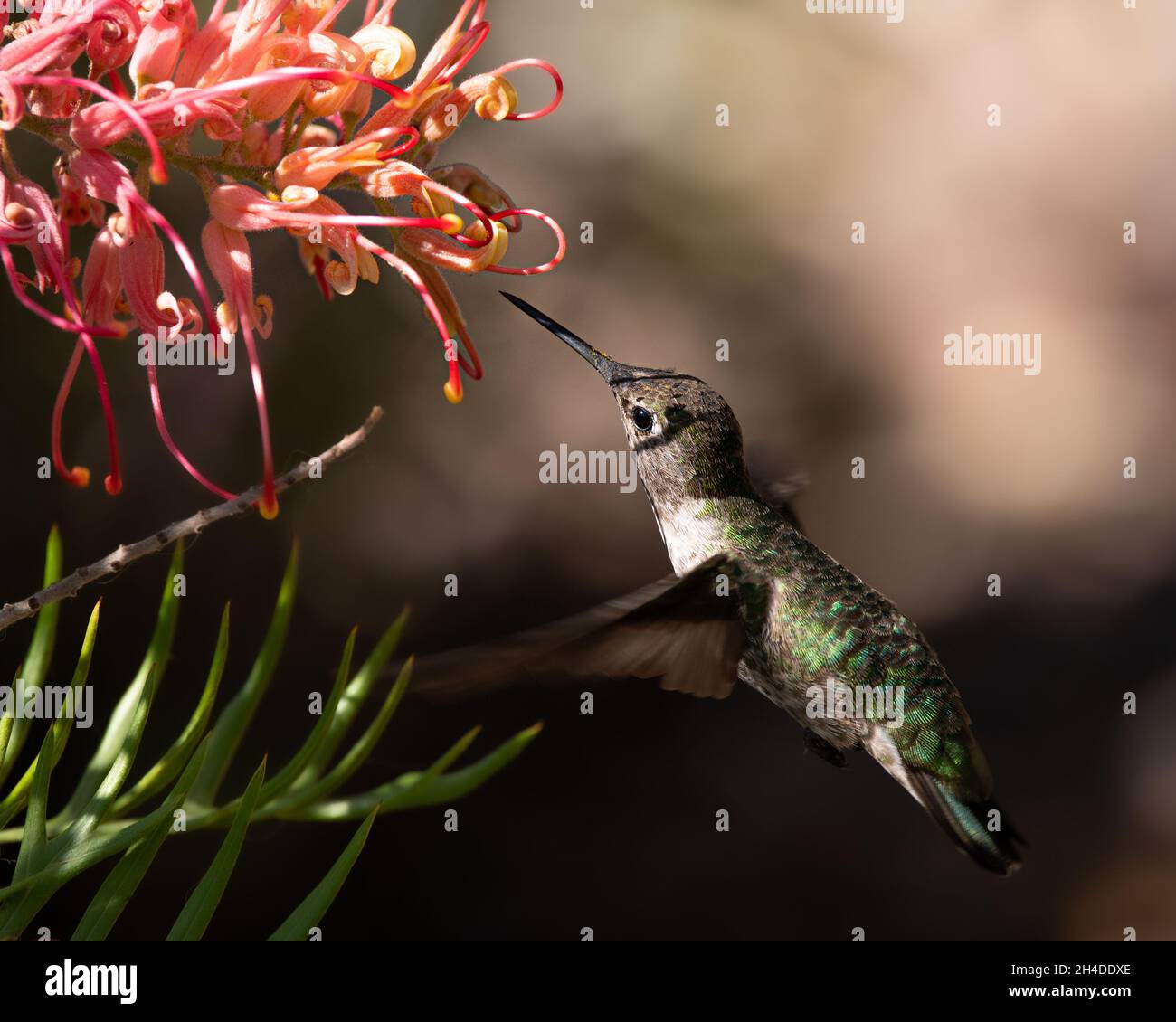 Hummingbird pollen collecting hi-res stock photography and images - Alamy