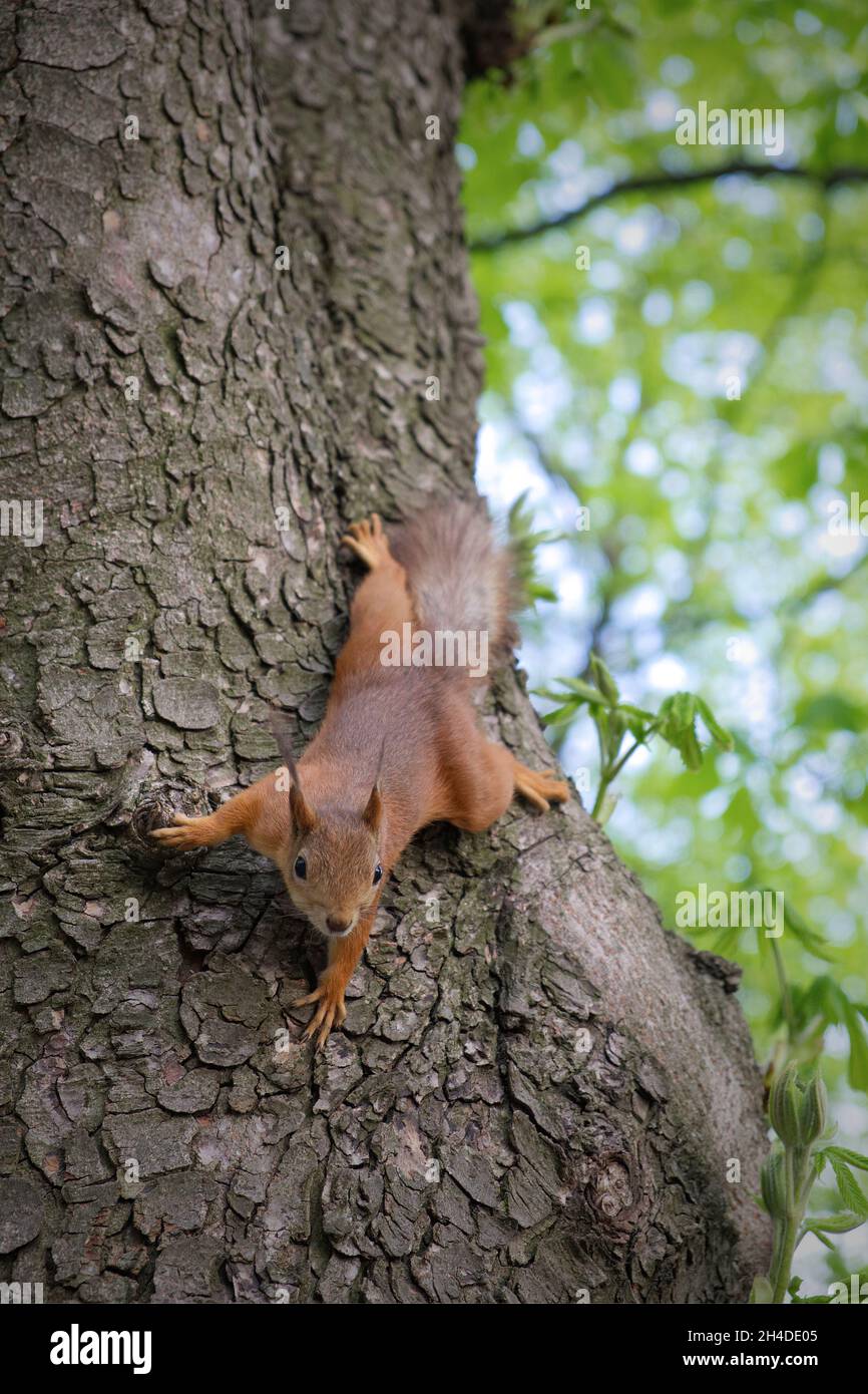 Funny squirrel looking camera hi-res stock photography and images - Alamy