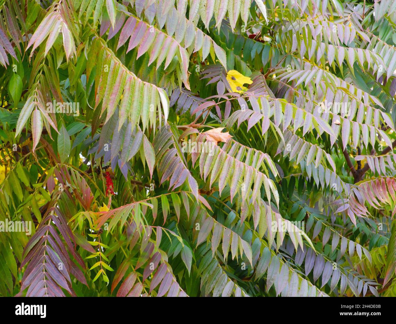 Acacia surface hi-res stock photography and images - Alamy