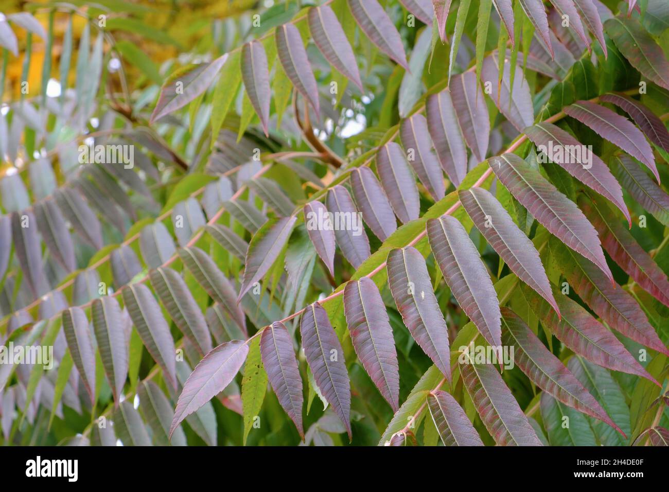 Acacia leaves hi-res stock photography and images - Alamy