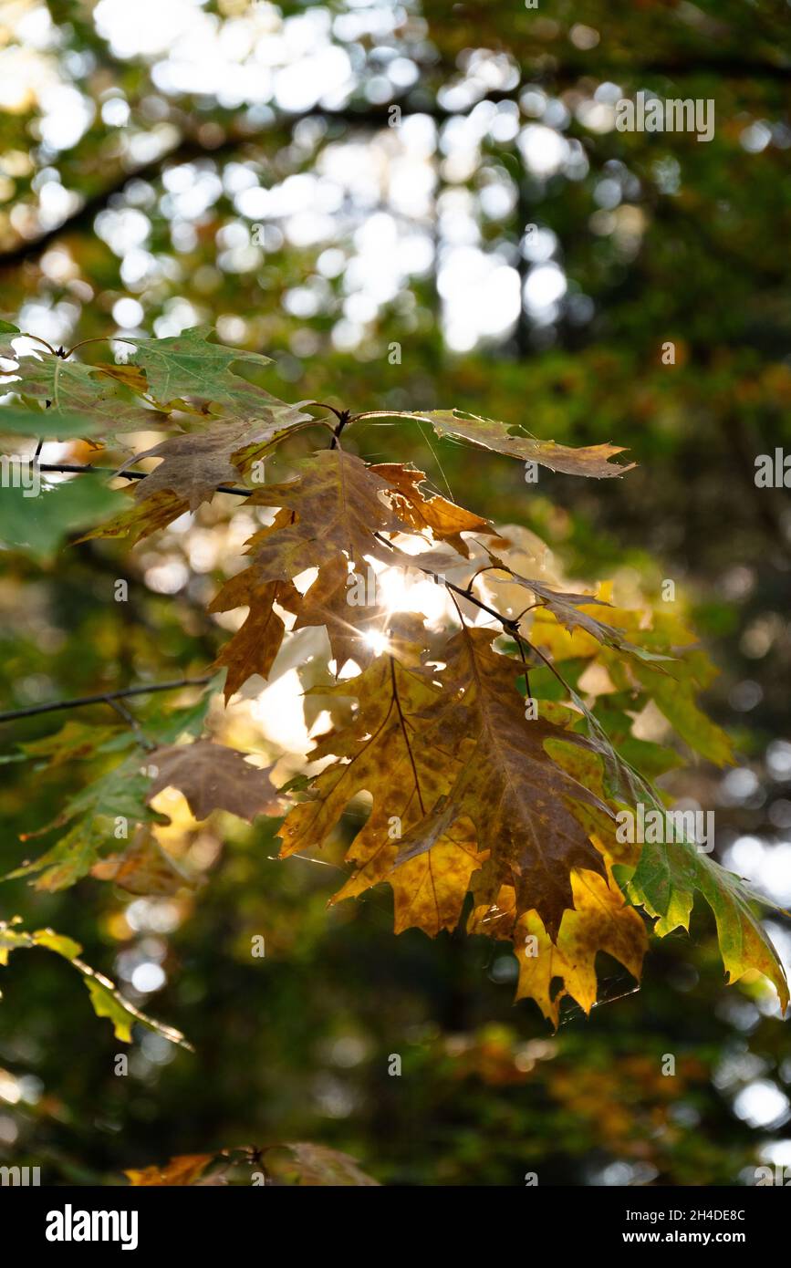 Fall autumn leaves season hi-res stock photography and images - Alamy