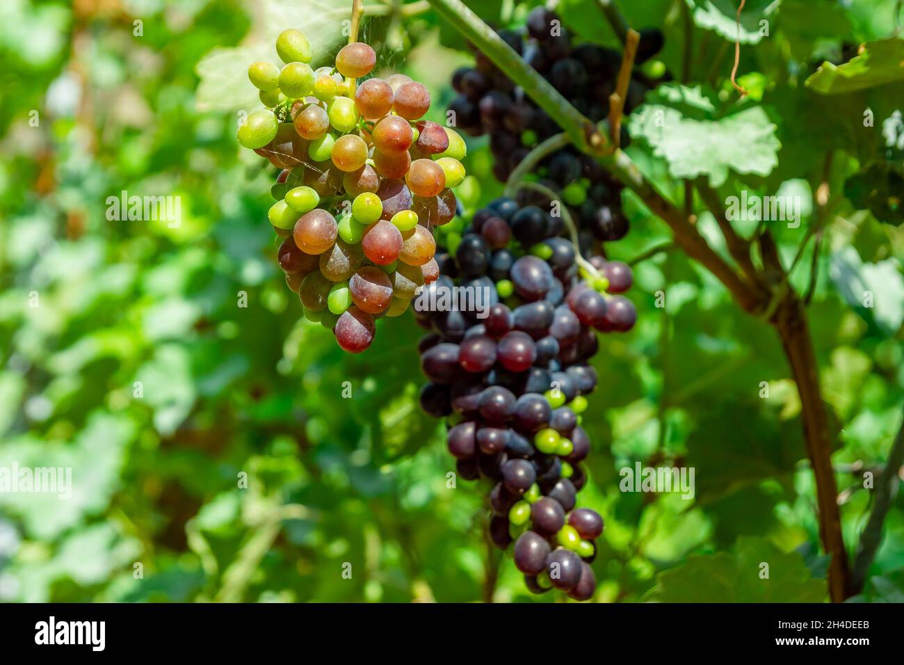 bunch of grapes, bunch of grapes in the vinery Stock Photo - Alamy