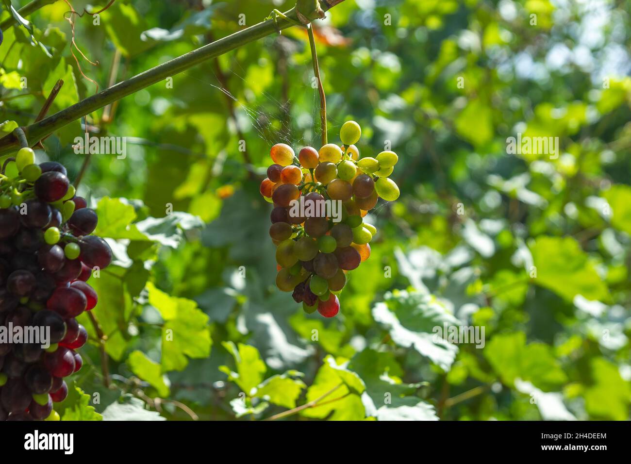 bunch of grapes, bunch of grapes in the vinery Stock Photo - Alamy