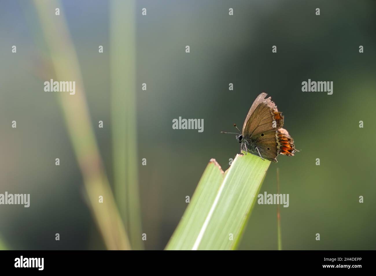 Himalayan butterfly hi-res stock photography and images - Alamy