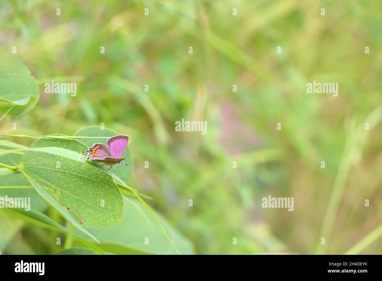 Himalayan butterfly hi-res stock photography and images - Alamy