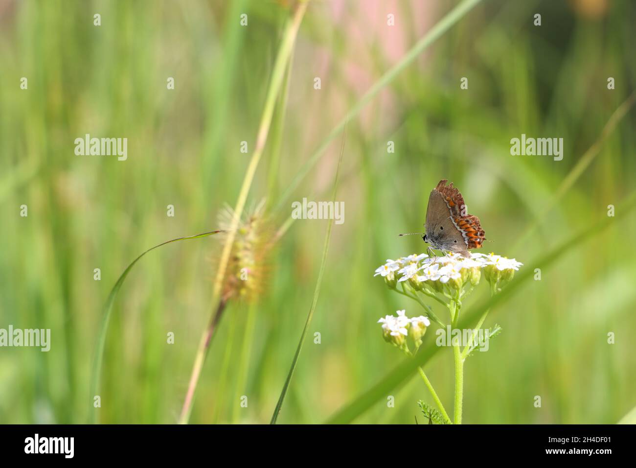 Himalayan butterfly hi-res stock photography and images - Alamy