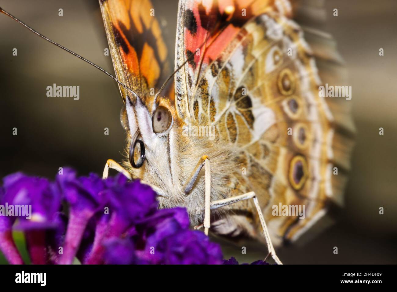 Close up of the head of a painted lady butterfly with coiled proboscis ...