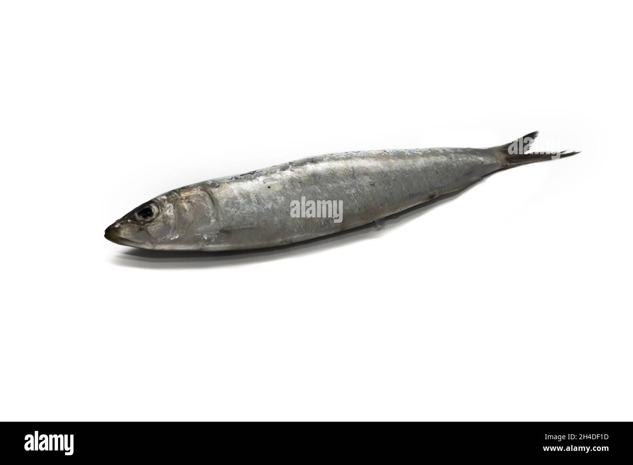 Closeup shot of a fresh sardine on a perfect white isolated background ...