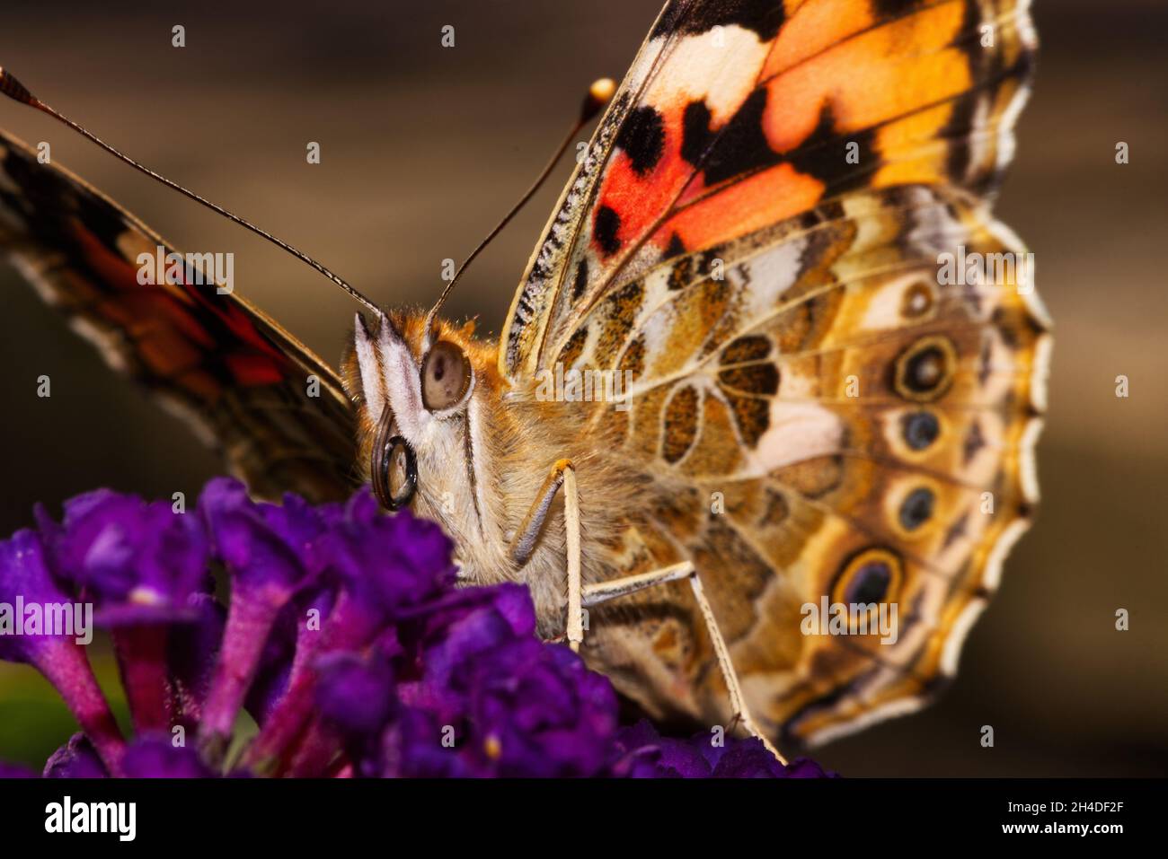 Close up of the head of a painted lady butterfly with coiled proboscis ...