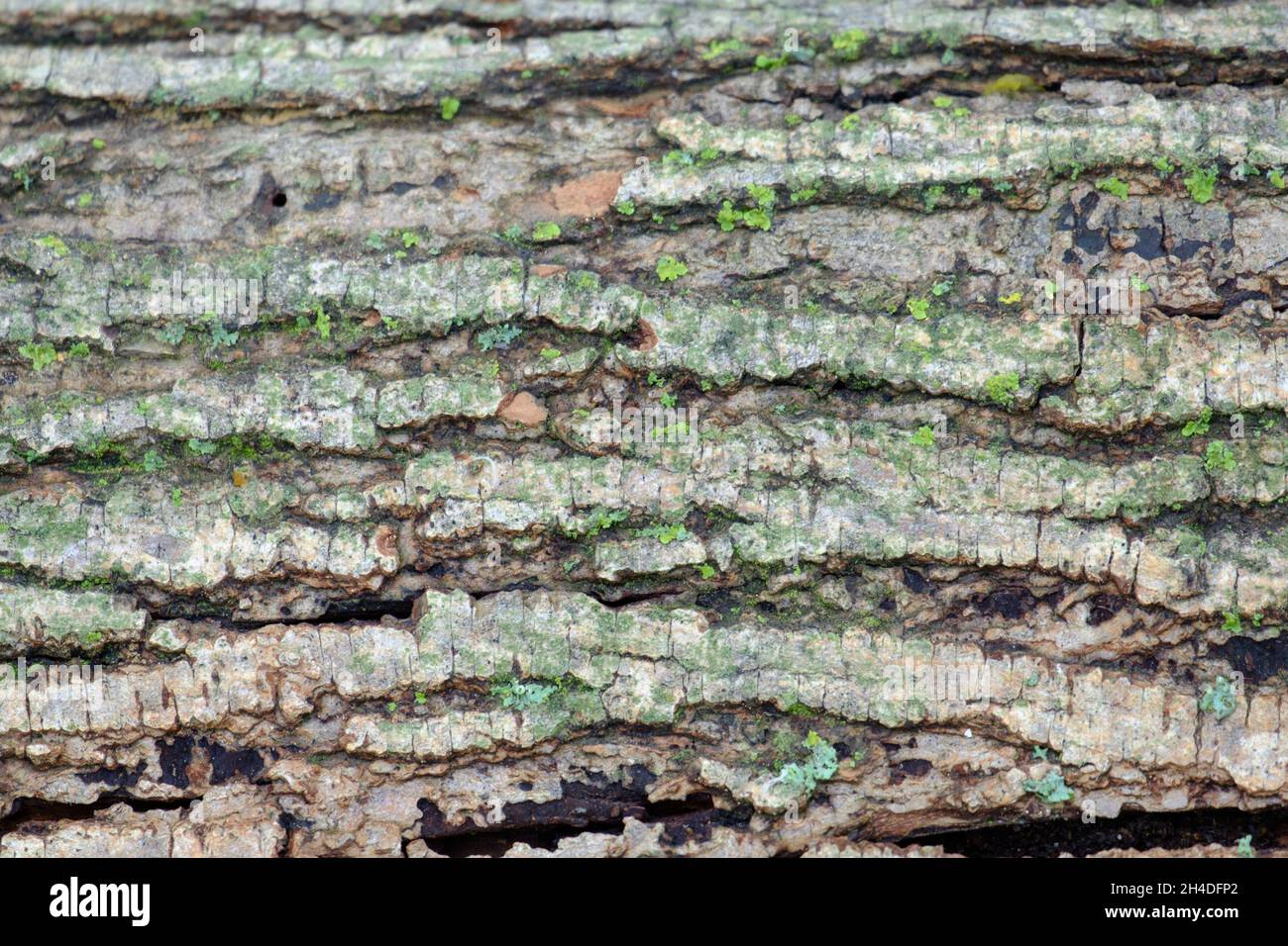 texture of wood trunk with small green lichens Stock Photo - Alamy