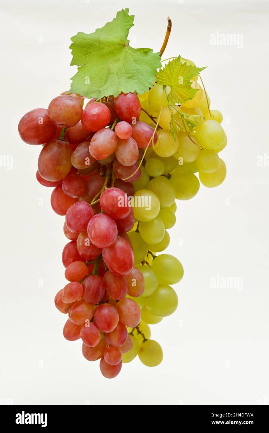 Red And White Grapes Bunches Isolated on White Background Stock Photo ...