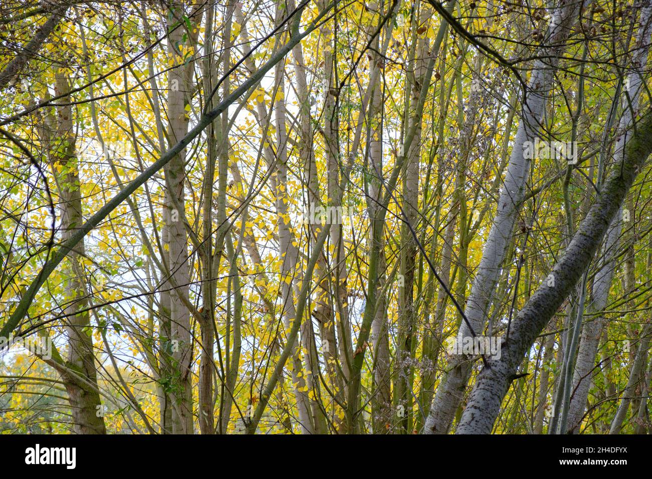 poplar forest in autumn with yellow leaves ready to fall to the ground ...